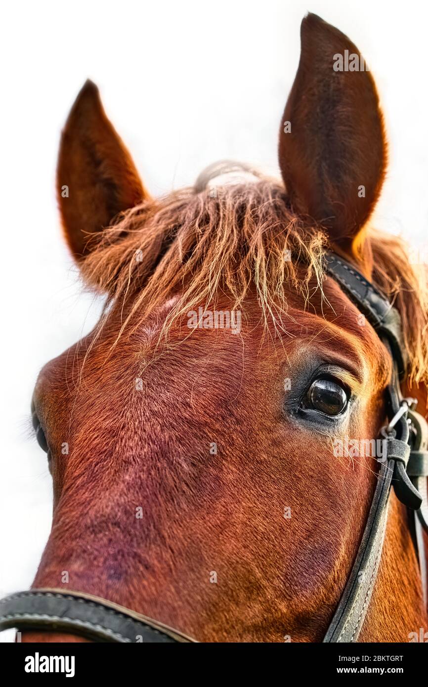 Horse head portrait Stock Photo - Alamy