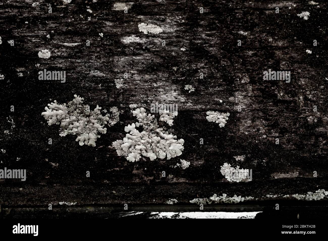 wood texture rust board Stock Photo - Alamy