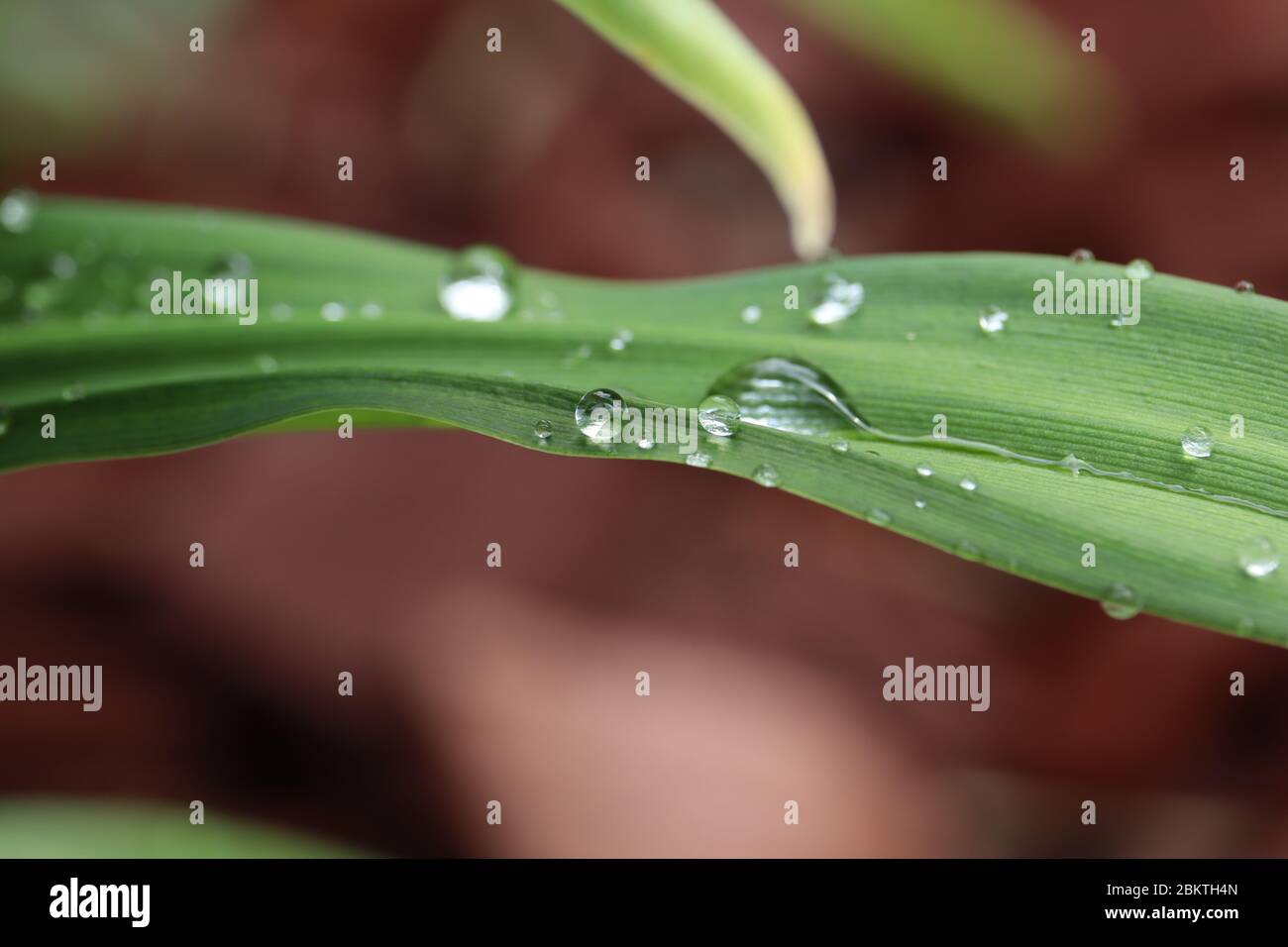 Rain drops falling on leaves hi-res stock photography and images - Alamy