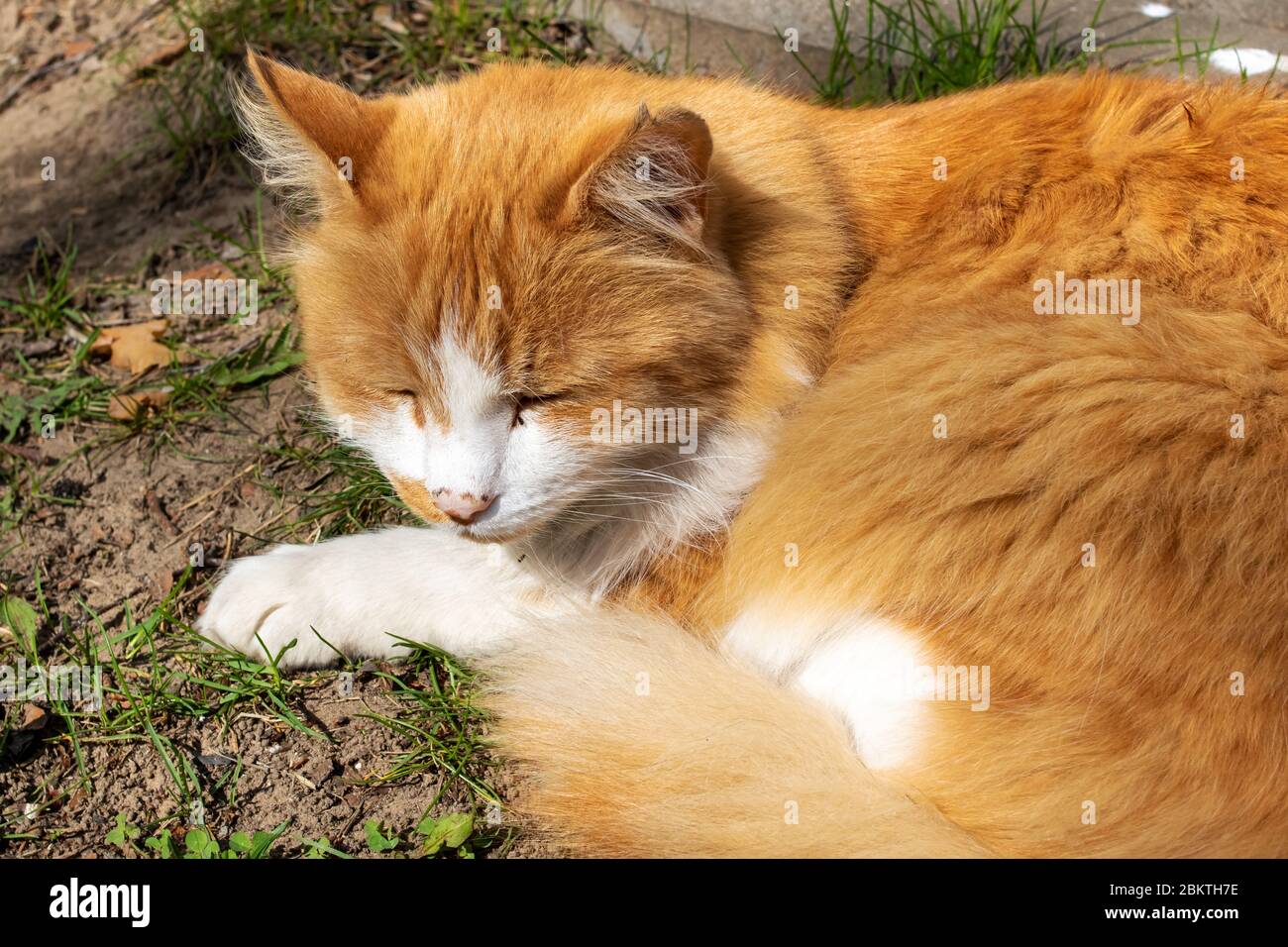 Red cat sleeping on grass in the sun Stock Photo - Alamy