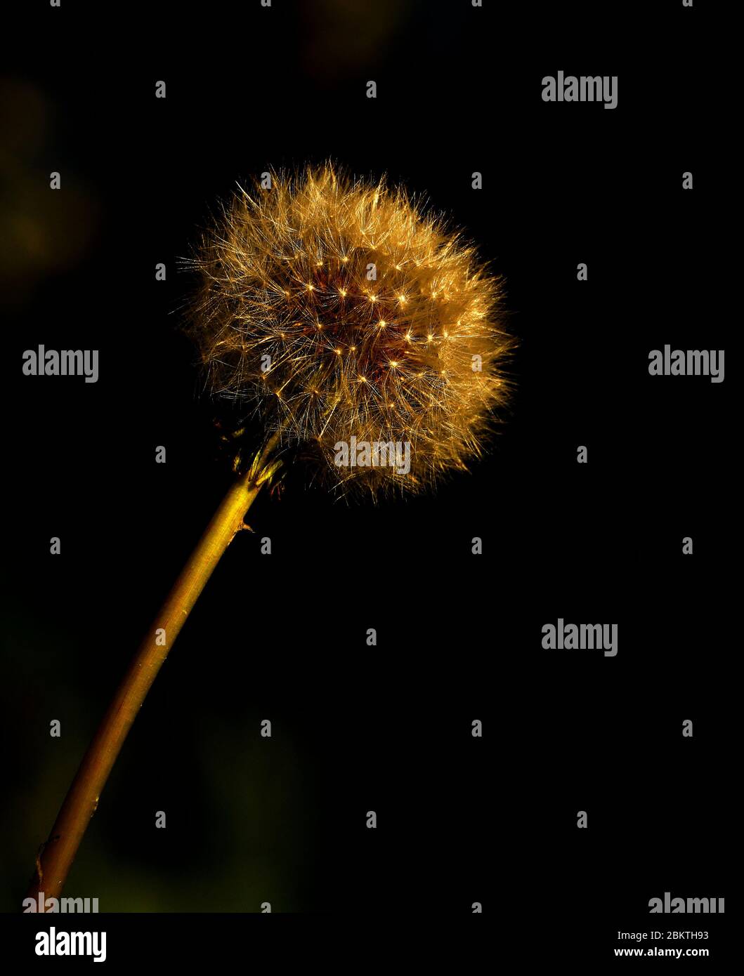 Dandelion seed head Stock Photo - Alamy