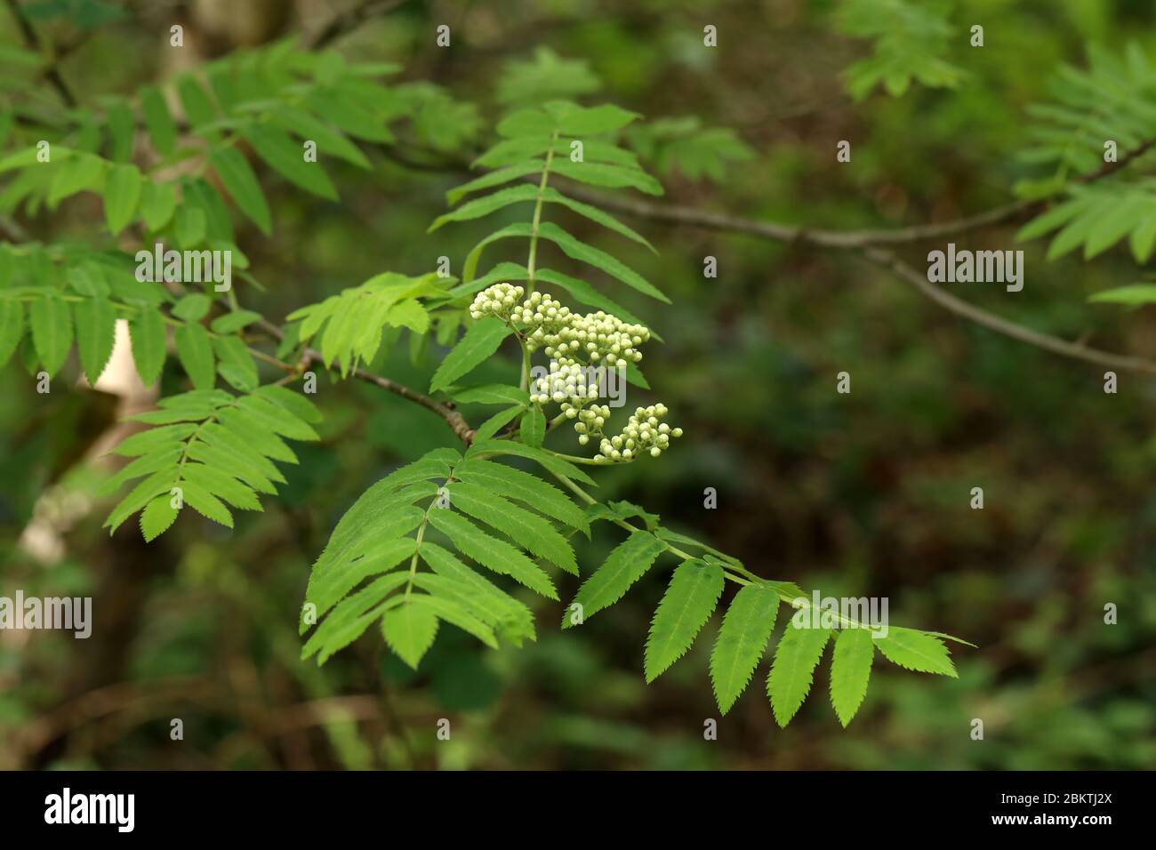 Rowan branch with inflorescence on a green background Stock Photo - Alamy
