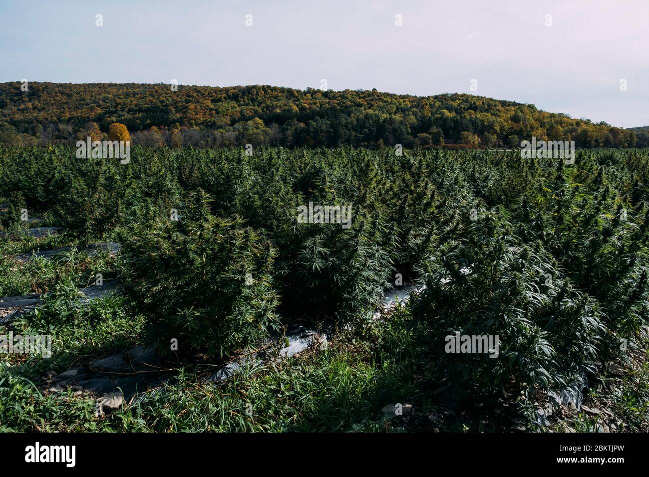 Cannabis field with cannabis plant Stock Photo - Alamy