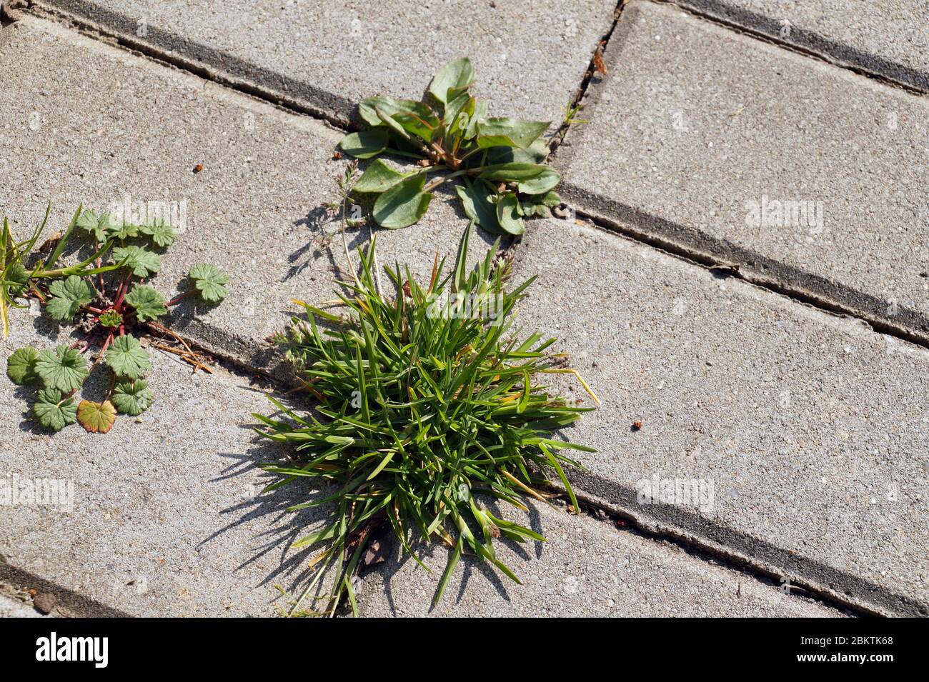 An annual problem in front of the house. Paving stones with ingrown ...