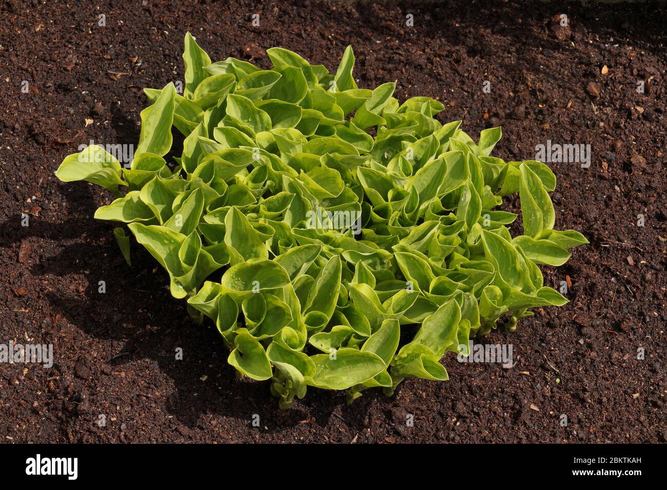 Hosta is a genus of plants commonly known as hostas, plantain lilies ...