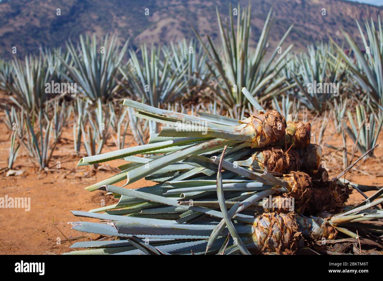 Pineapple field. Young pineapples in the field.Harvesting the agave in ...