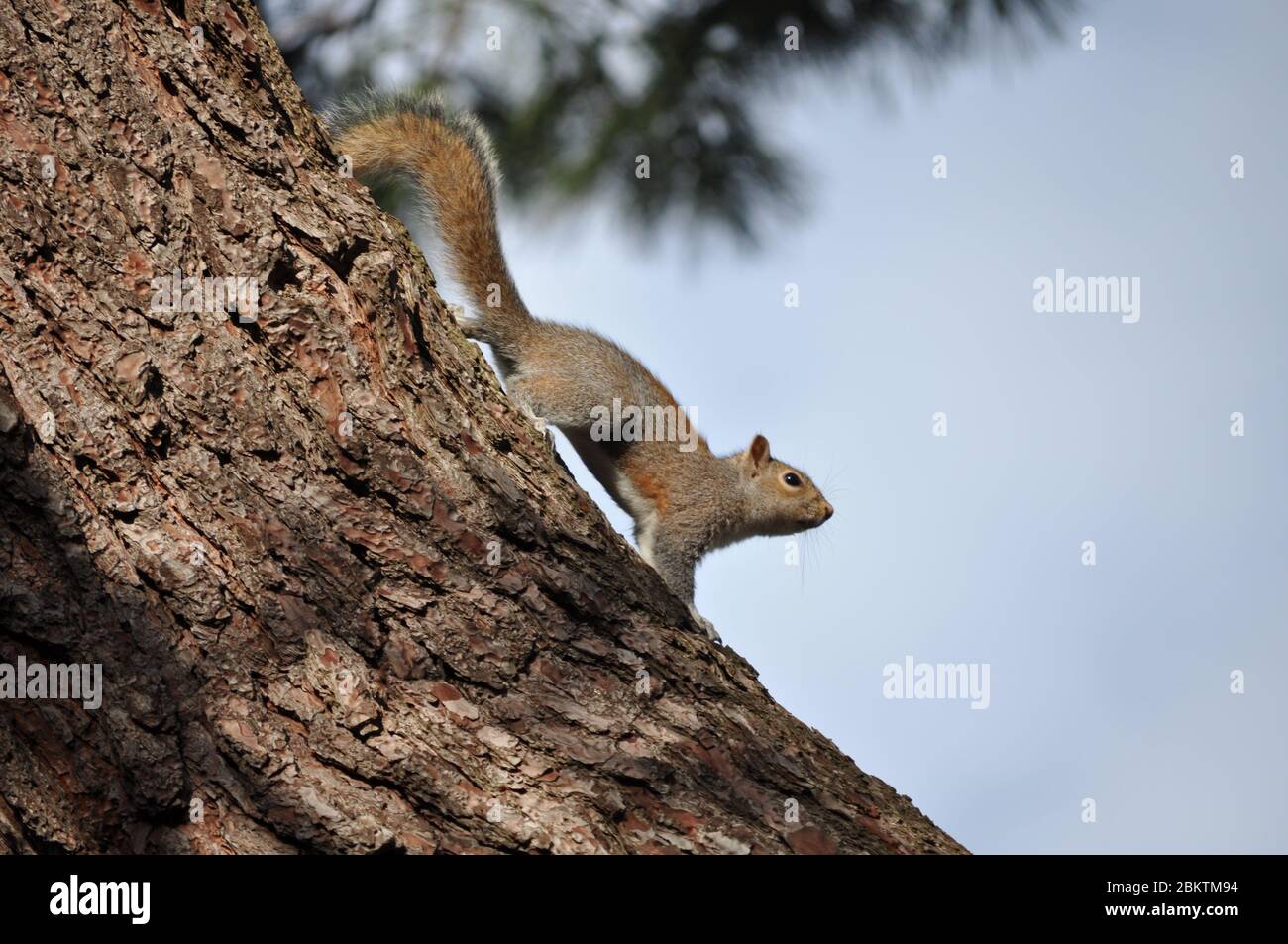 Grey squirrel running hi-res stock photography and images - Alamy