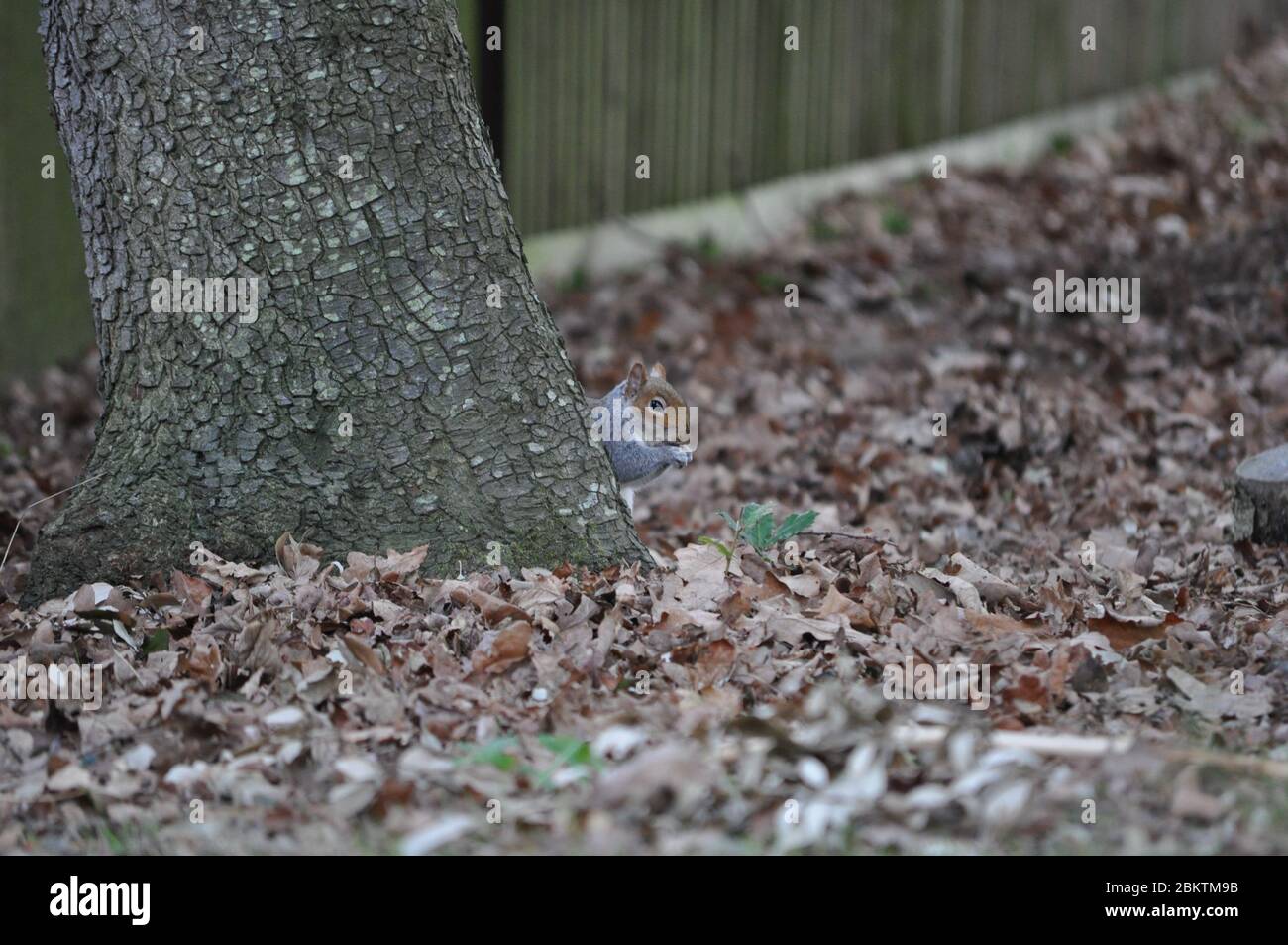 Squirrel tail behind a tree hi-res stock photography and images - Alamy