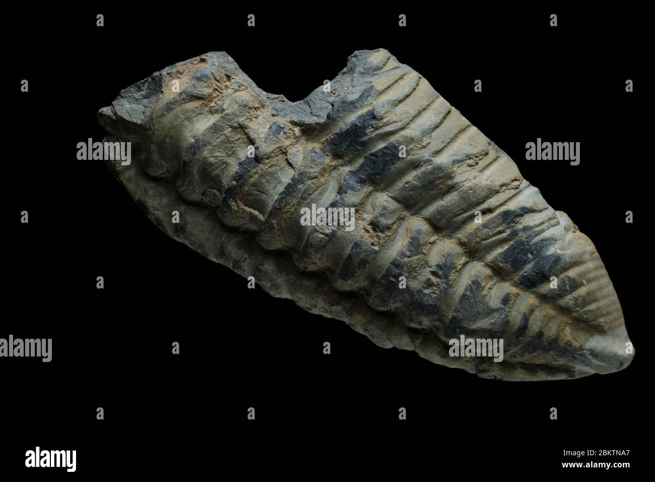 Trilobites hi-res stock photography and images - Alamy