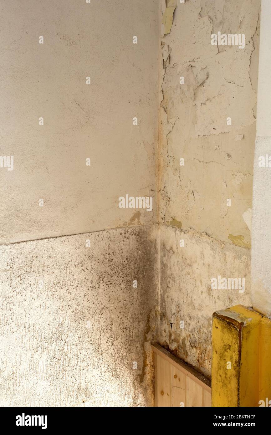 Water damaged wall with Mold and peeling wallpaper dirty and cracked ...