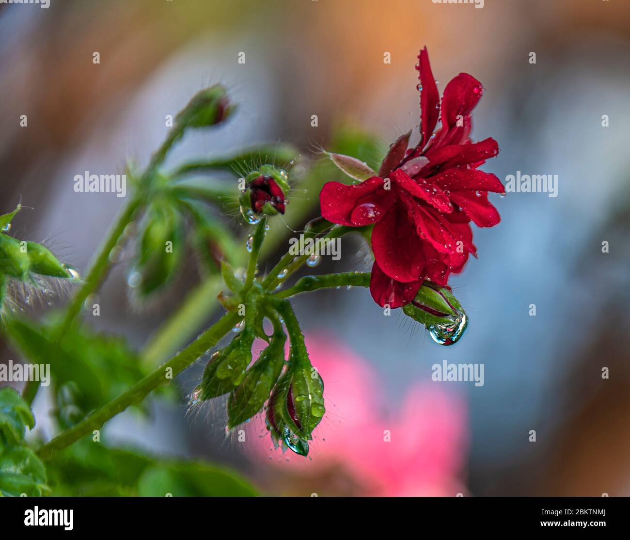 water droplets on geranium flowers in flowerpot Stock Photo - Alamy
