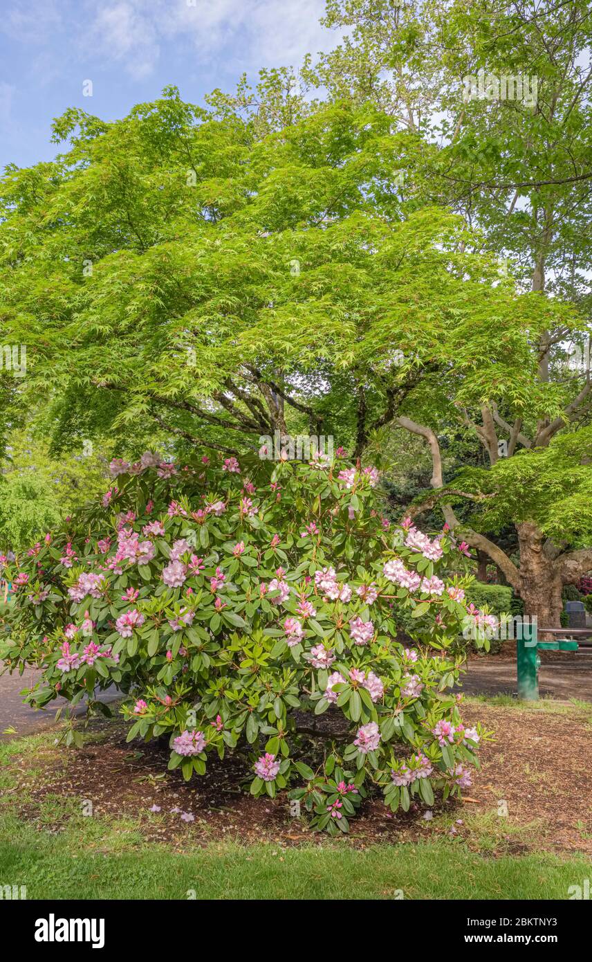 Public park Spring blooms and seasonal changes Oregon Stock Photo - Alamy