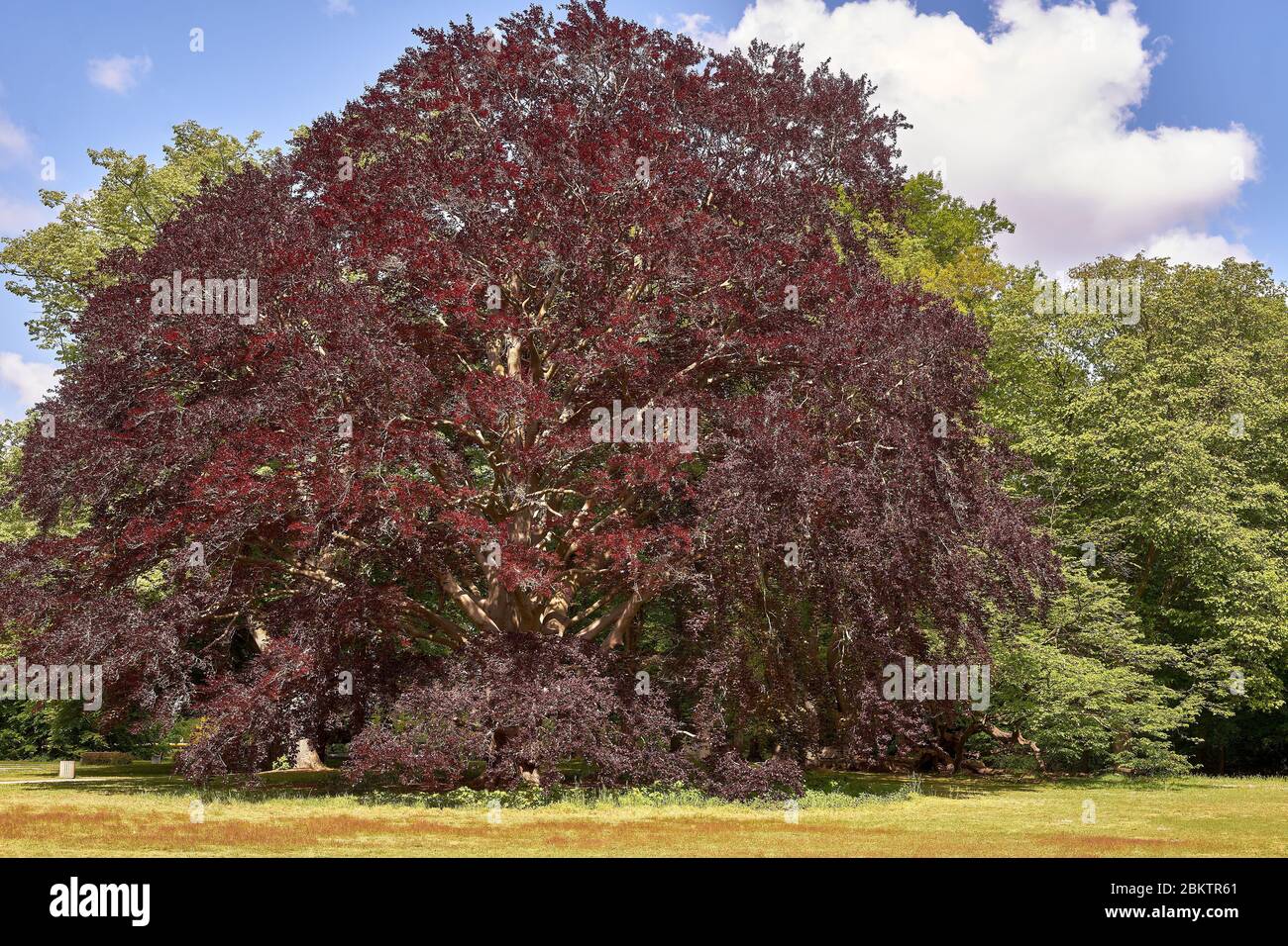 A beautiful old European beech tree in spring. (Fagus sylvatica Stock ...