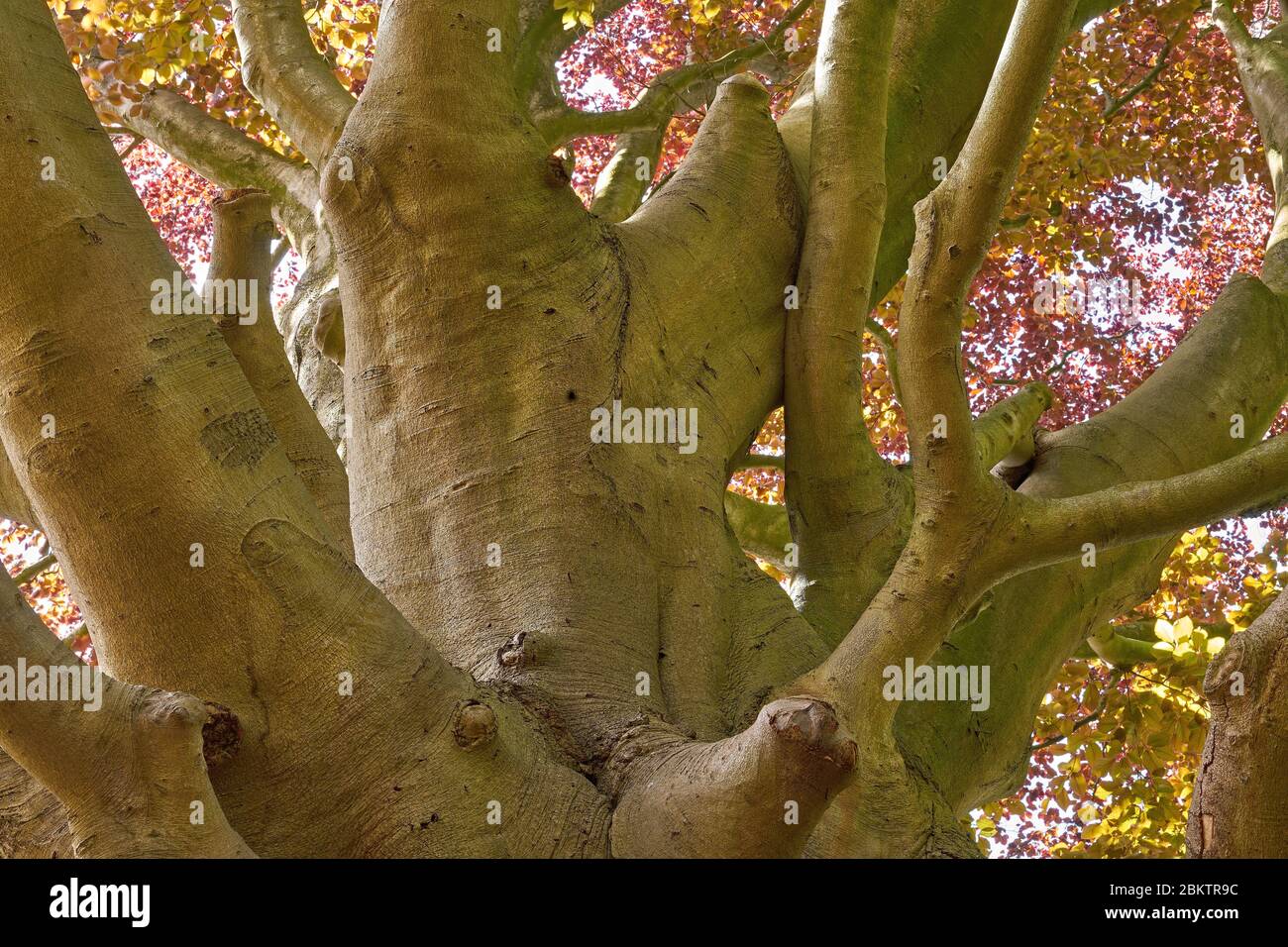 The mighty branches of an old European beech (Fagus sylvatica Stock ...
