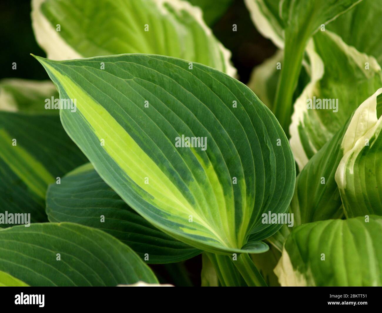 hostas leaves mix at garden Stock Photo - Alamy