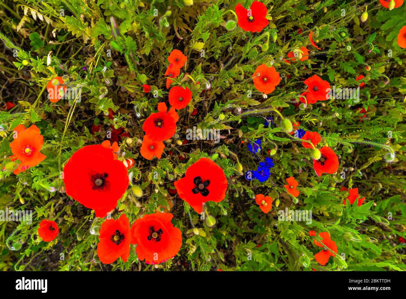 Colourful spring flowers - London, UK Stock Photo - Alamy