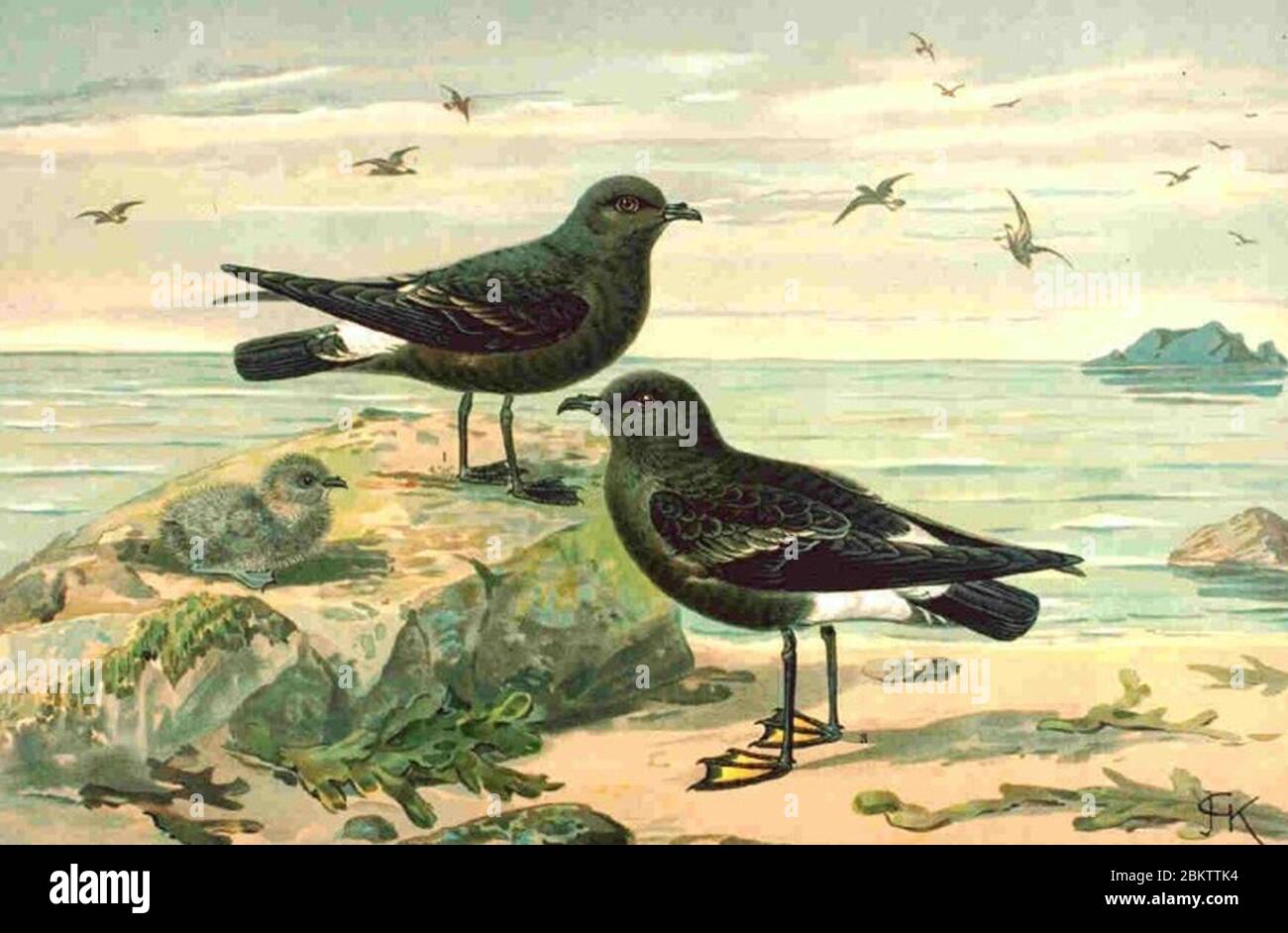 Hydrobates pelagicus and Oceanites oceanicus Stock Photo - Alamy