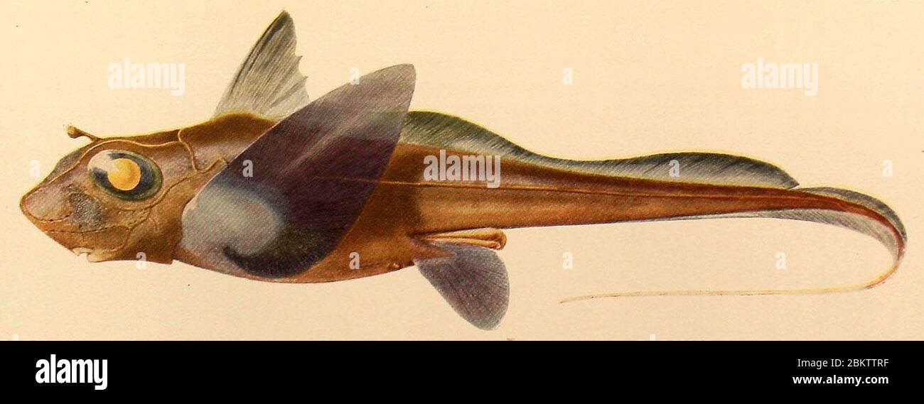 Hydrolagus hi-res stock photography and images - Alamy