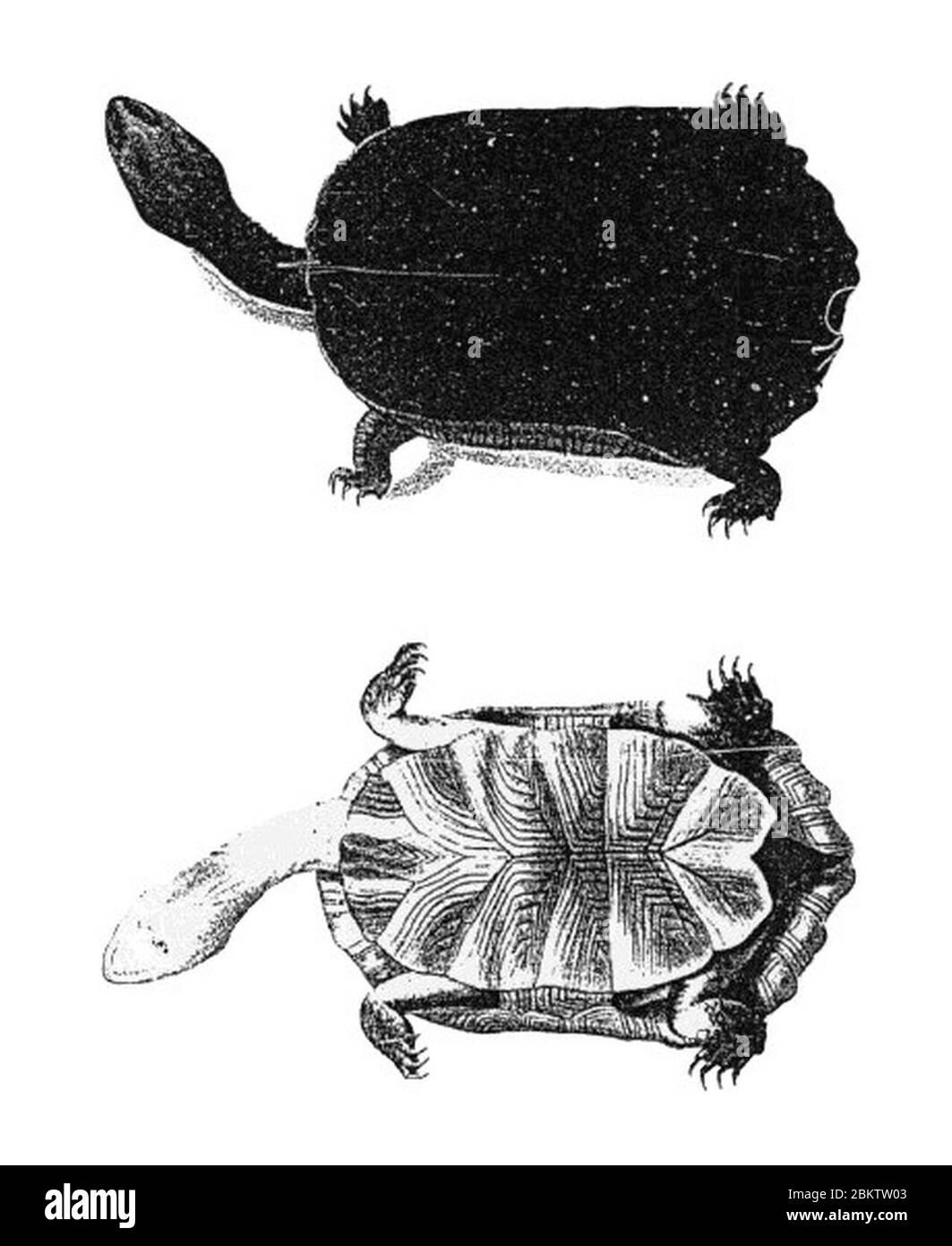 Hydromedusa hi-res stock photography and images - Alamy