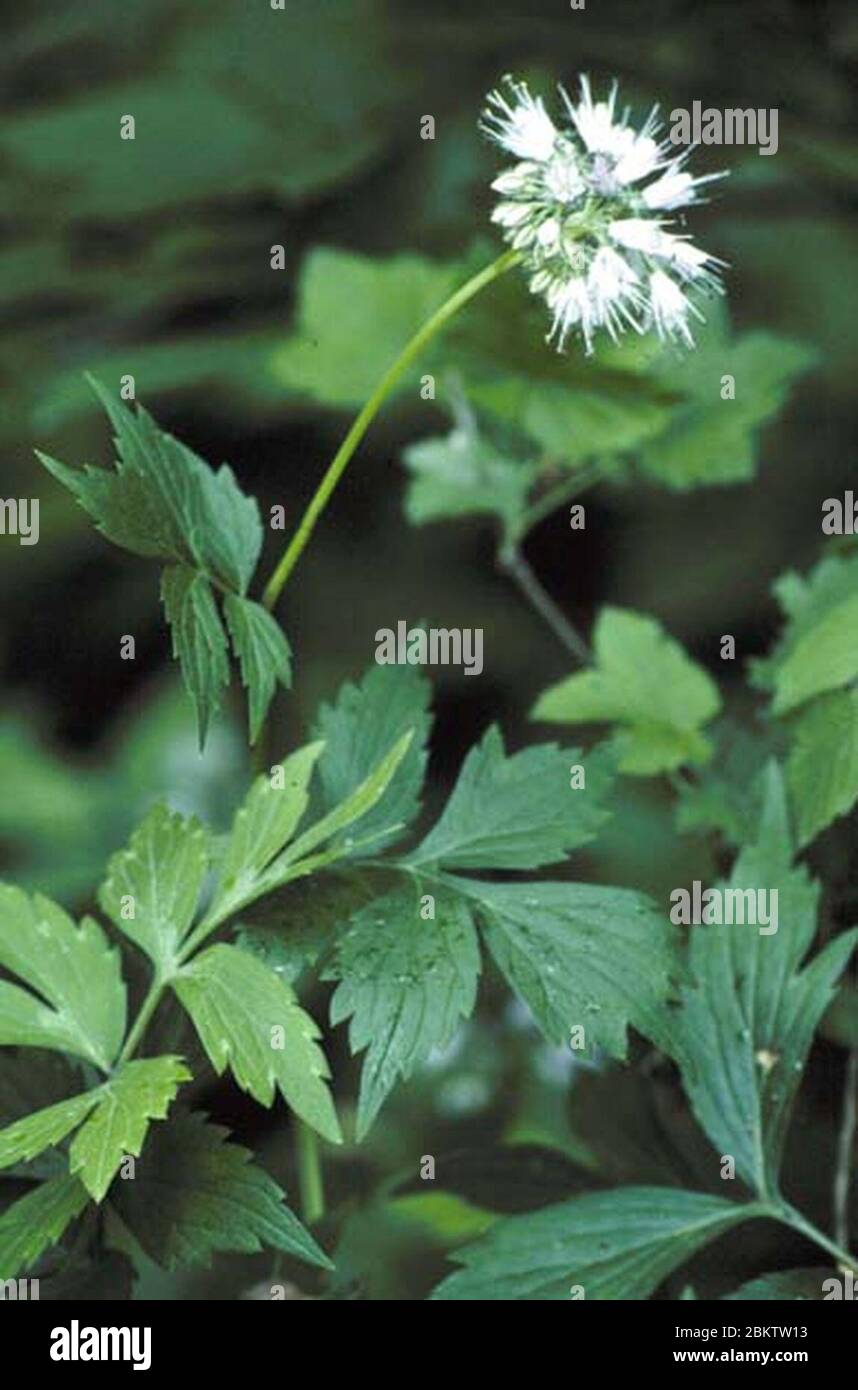 Hydrophyllum virginianum hi-res stock photography and images - Alamy