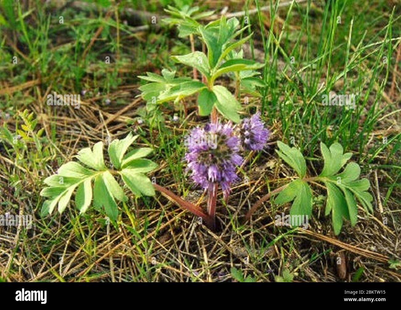 Hydrophyllum capitatum hi-res stock photography and images - Alamy