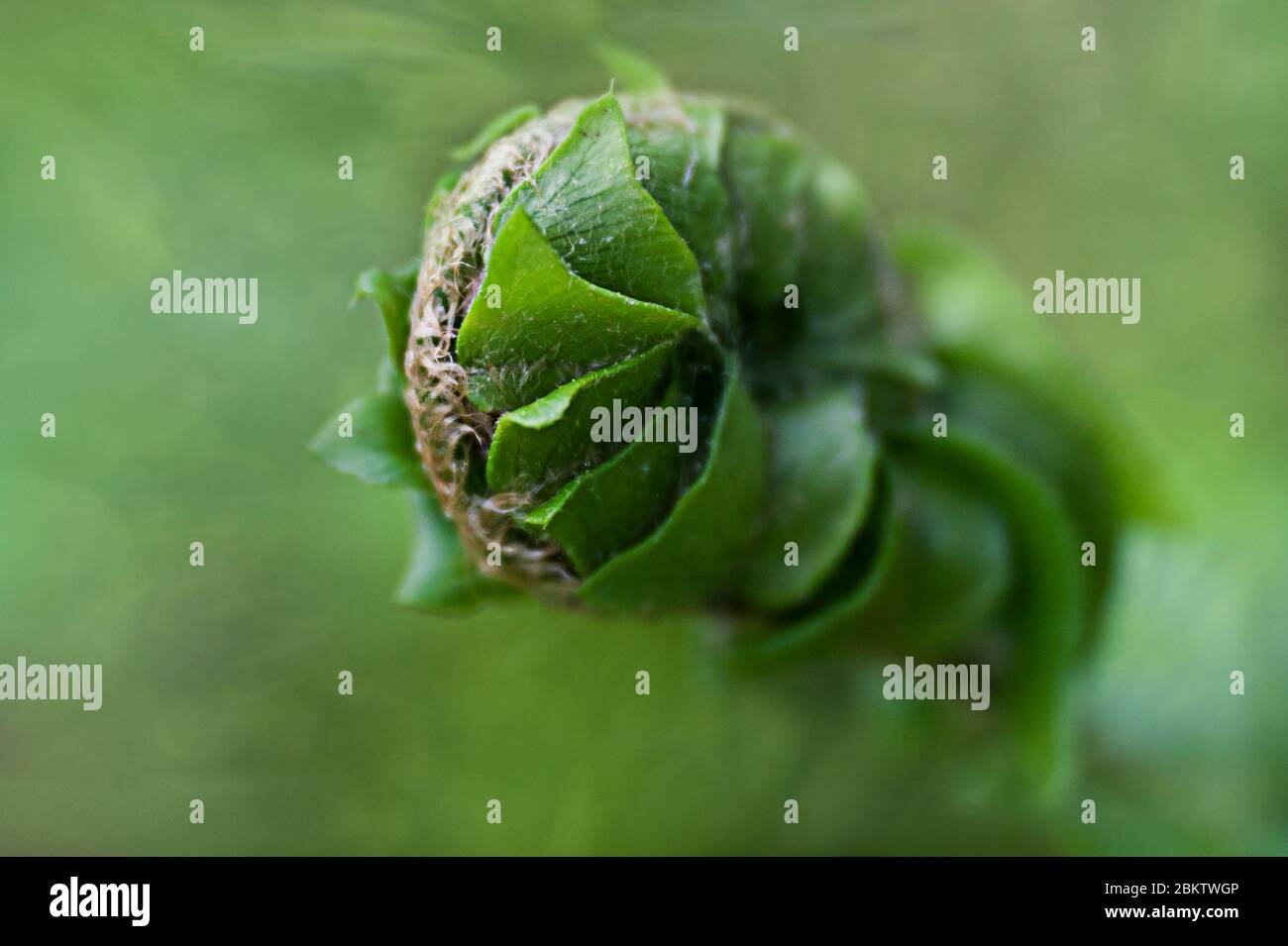 Fiddlehead fern getting ready to open in the Great Smoky Mountain ...