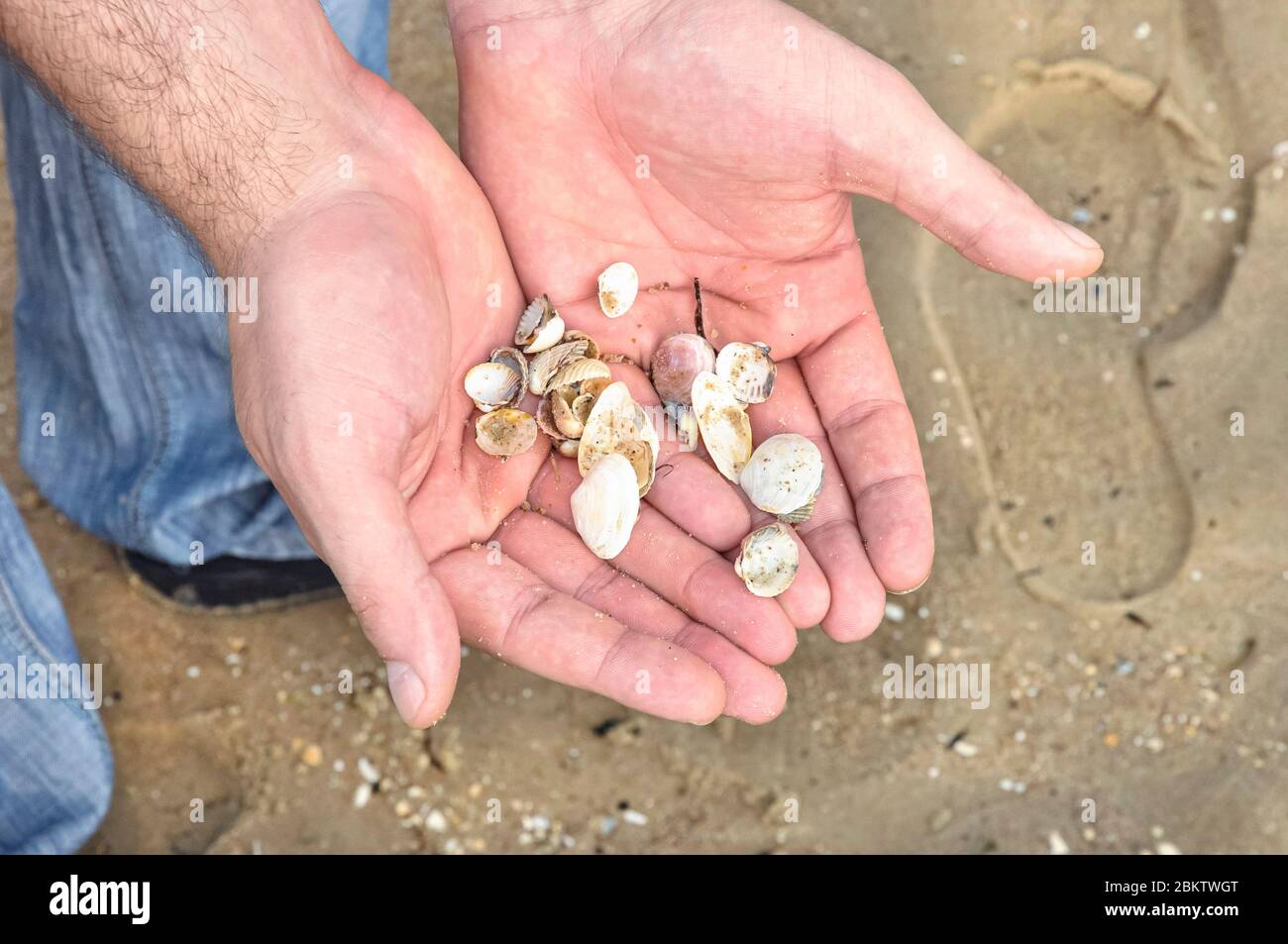 Hands holding shells beach hi-res stock photography and images - Alamy