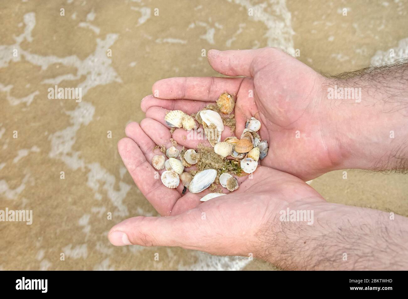 A man holding a lot of shells in his hands, in the background a beach ...