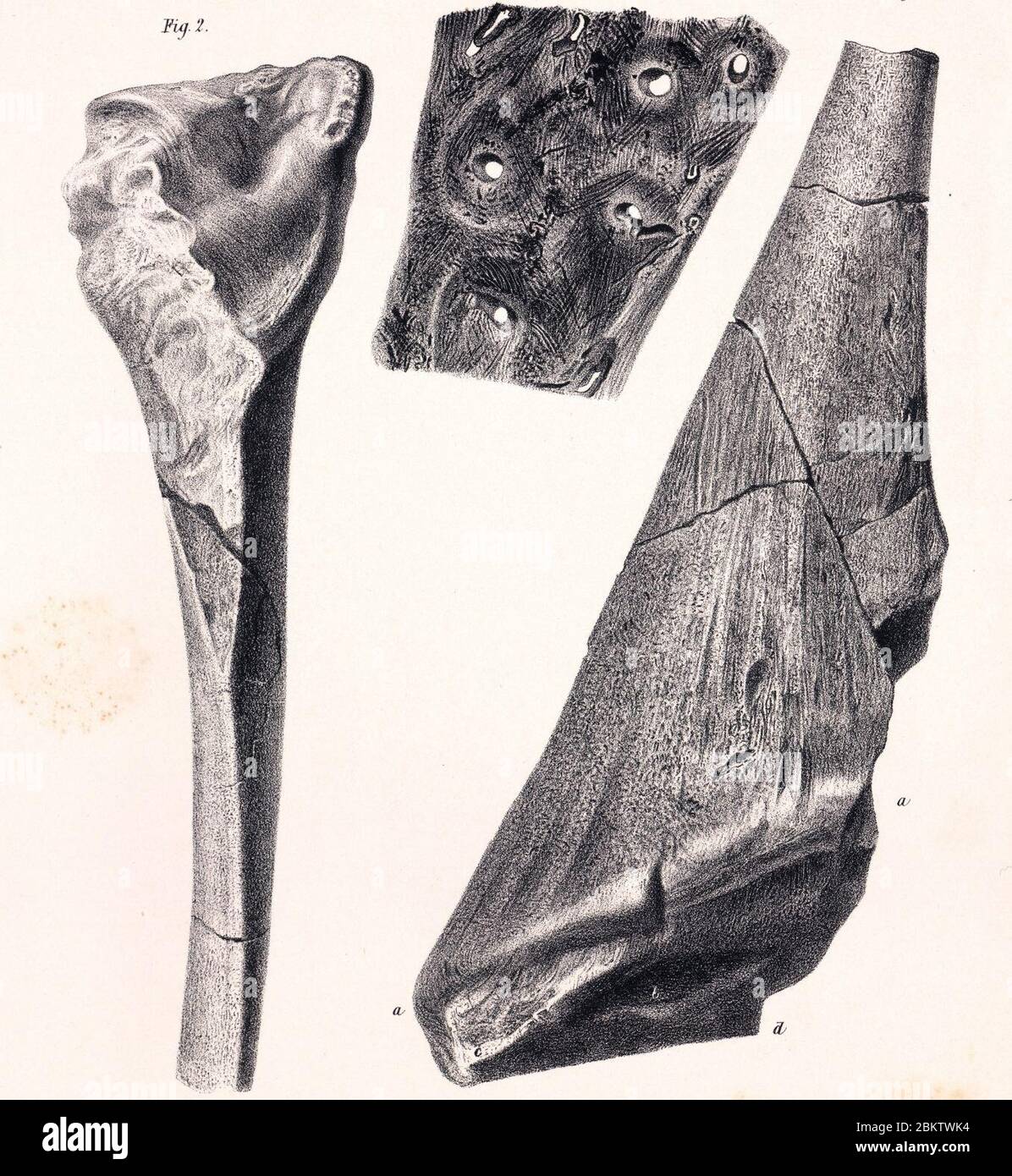 Hylaeosaurus hi-res stock photography and images - Alamy