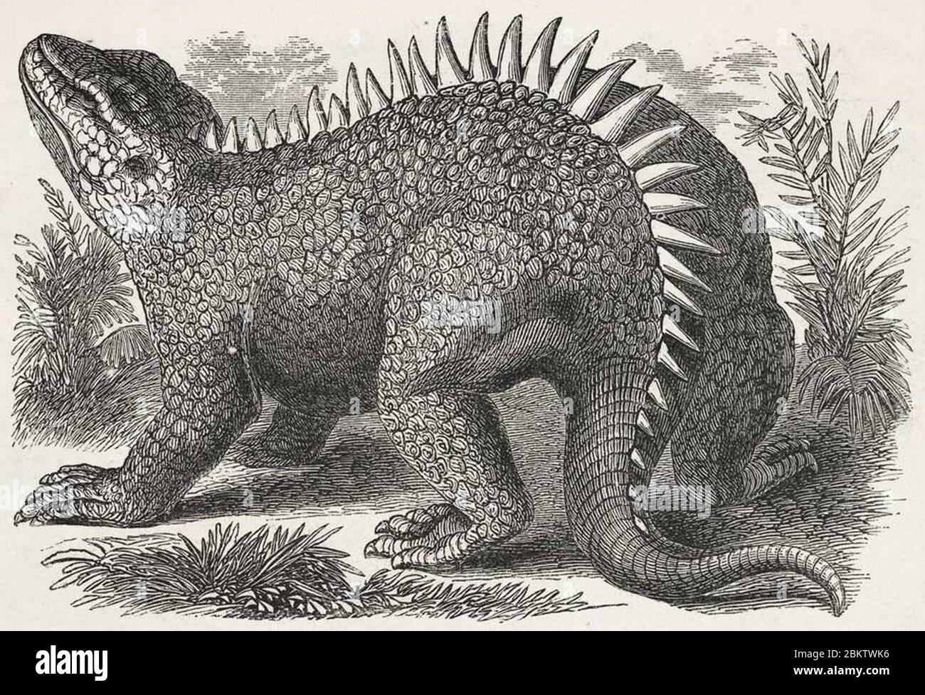 Hylaeosaurus hi-res stock photography and images - Alamy