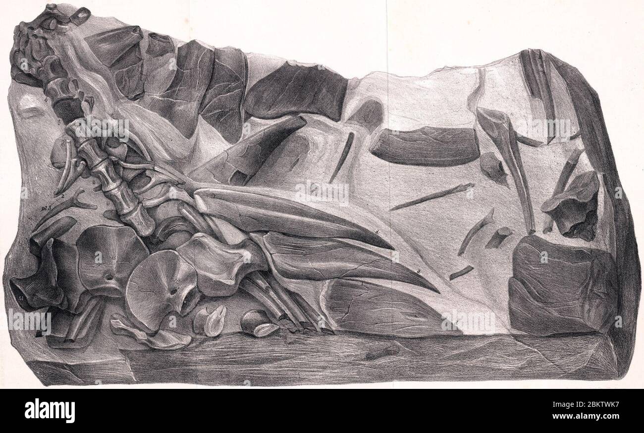 Hylaeosaurus fossil illustration Stock Photo - Alamy