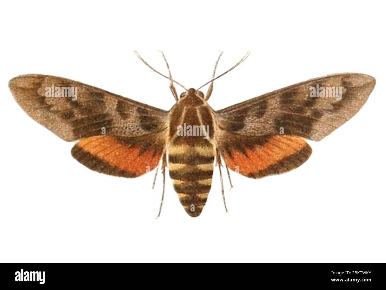 Hyles Cut Out Stock Images & Pictures - Alamy