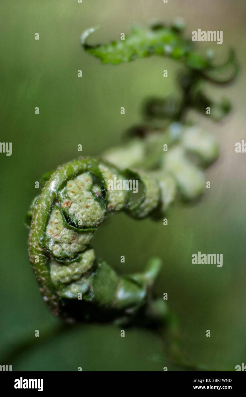 Fiddlehead fern leaf opening in the spring in the Great Smokey Mountain ...