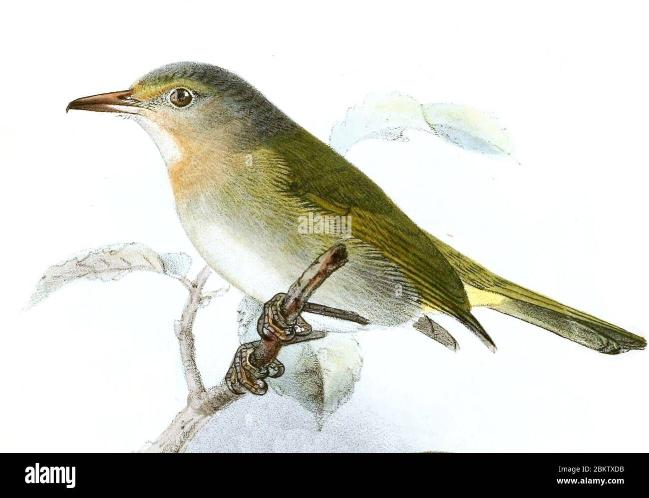 Hylophilus muscicapinus hi-res stock photography and images - Alamy