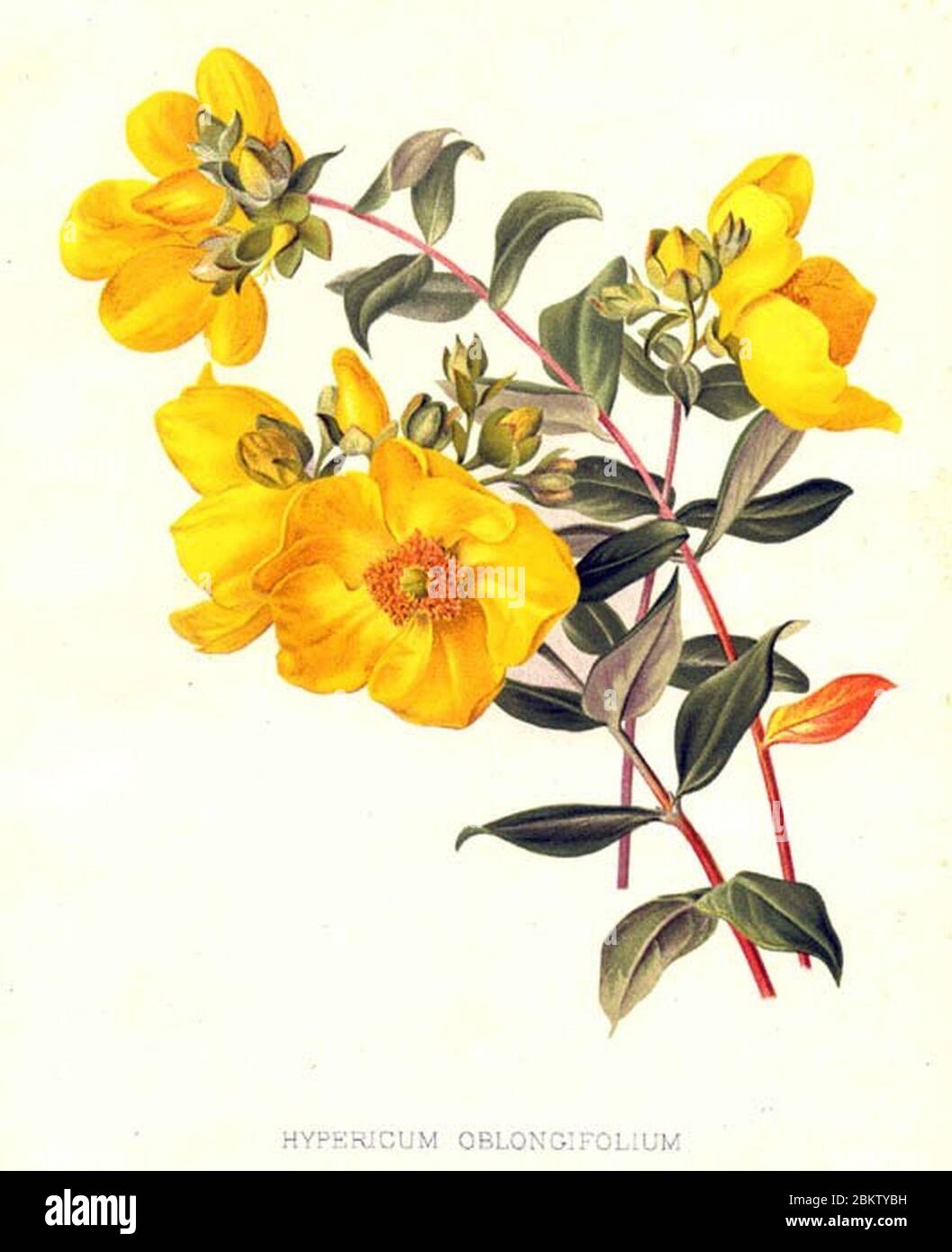 Hypericum oblongifolium illustration (Henry Moon Stock Photo - Alamy