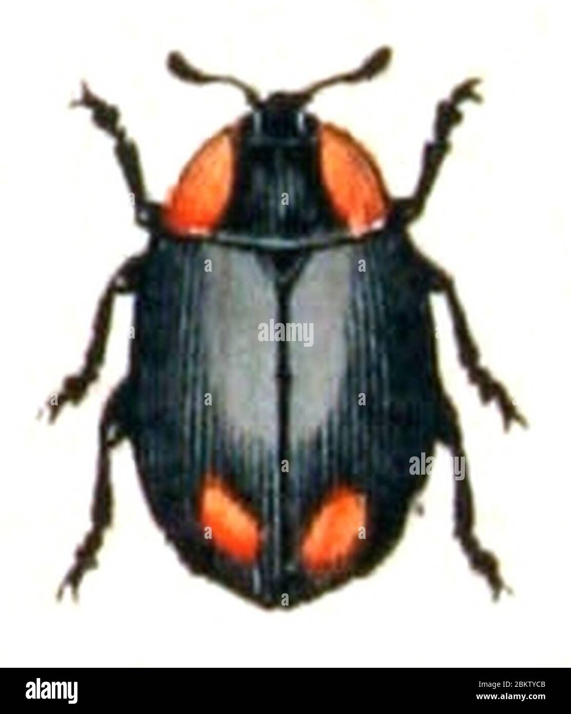 Hyperaspis hi-res stock photography and images - Alamy