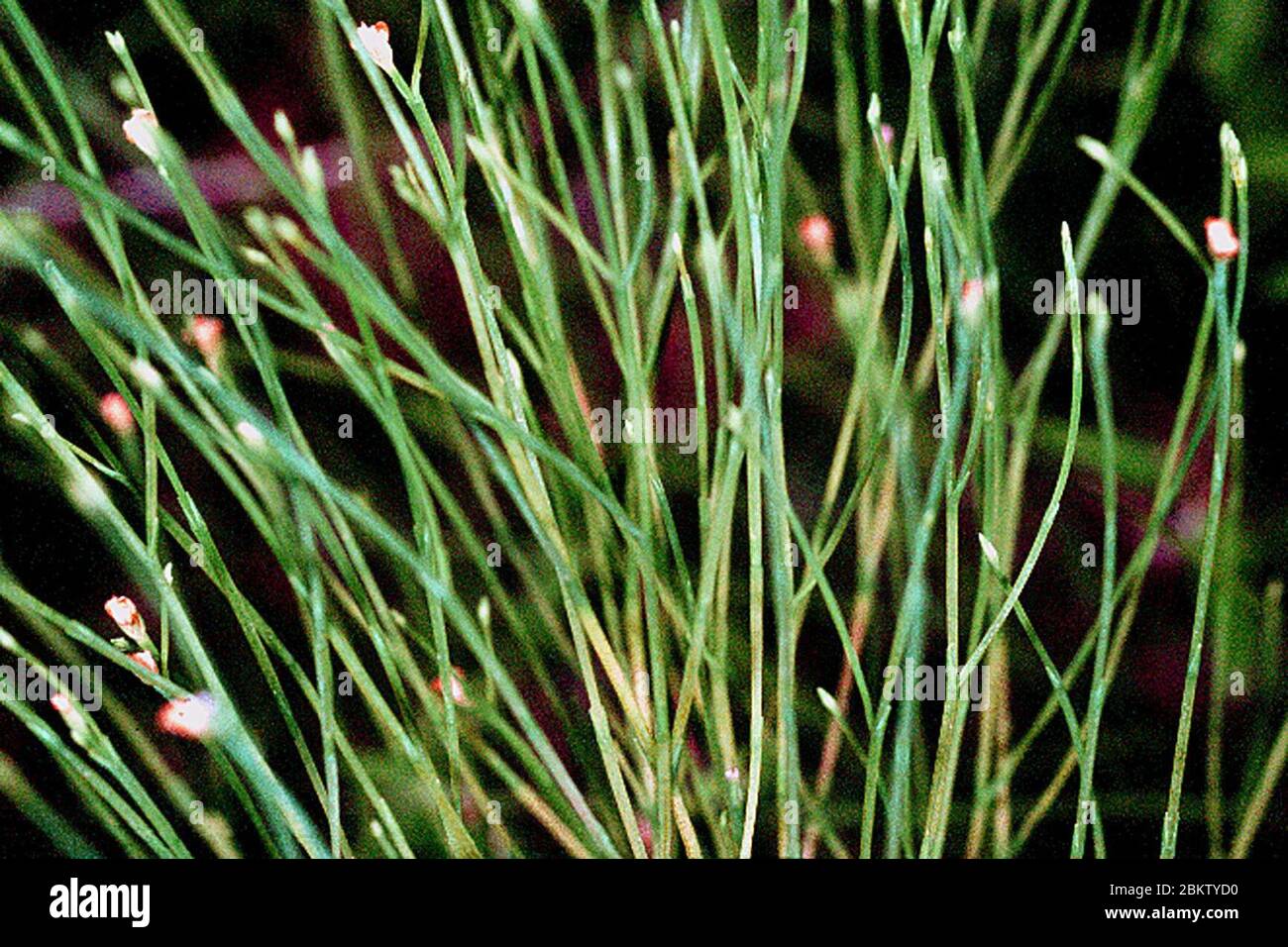 Hypericum gentianoides hi-res stock photography and images - Alamy