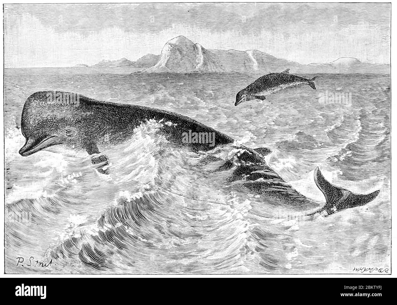 Hyperoodon hi-res stock photography and images - Alamy