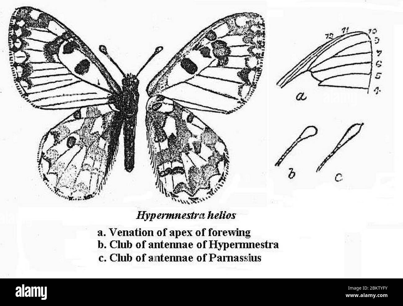 Hypermnestra helios hi-res stock photography and images - Alamy