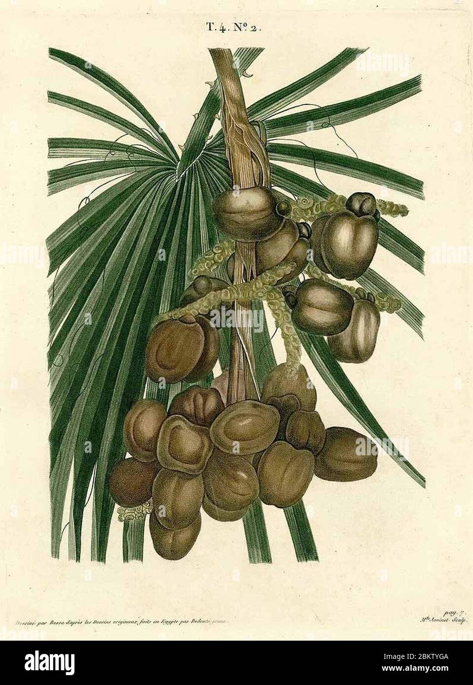 Hyphaene thebaica hi-res stock photography and images - Alamy