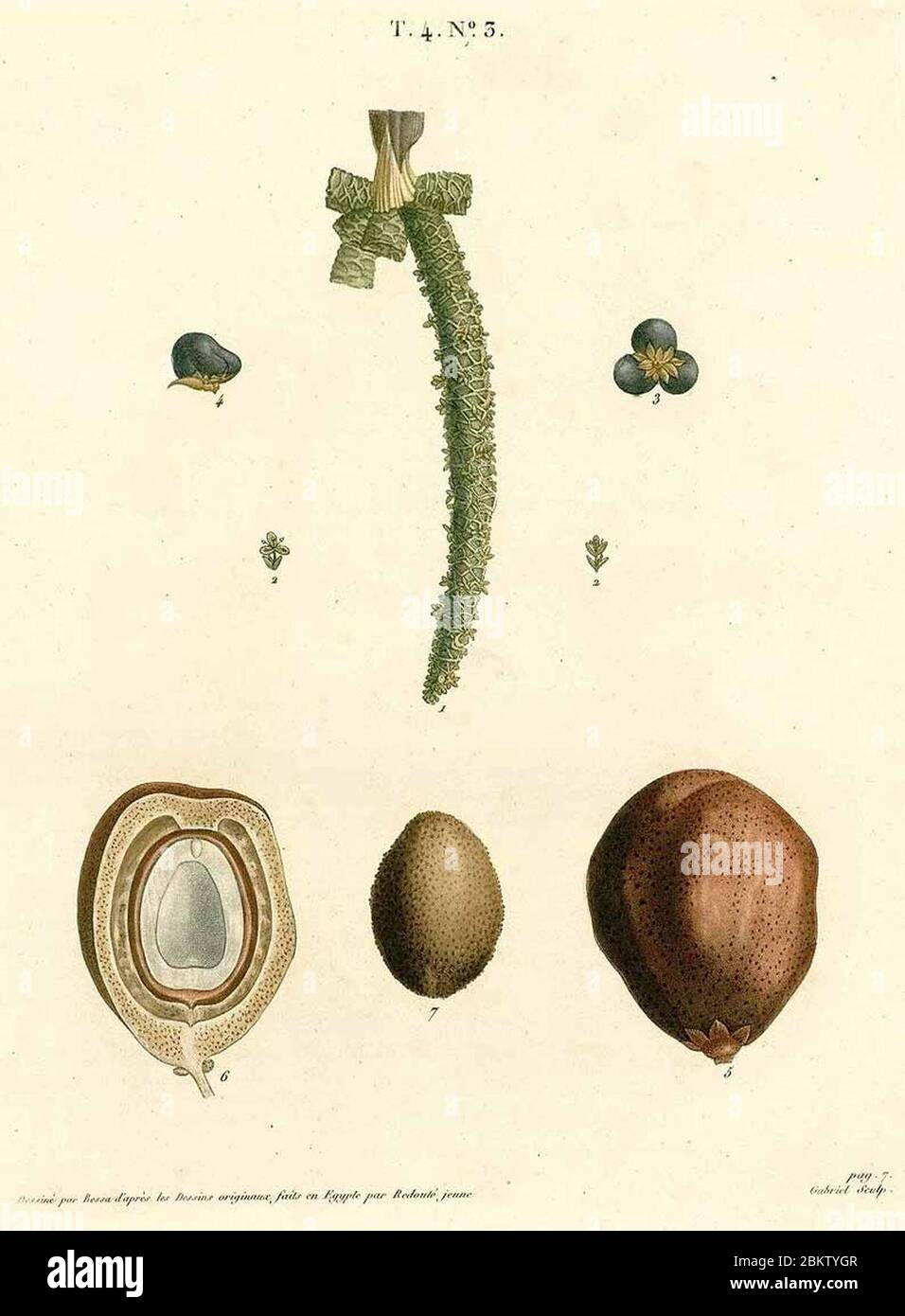 Hyphaene Thebaica High Resolution Stock Photography and Images - Alamy