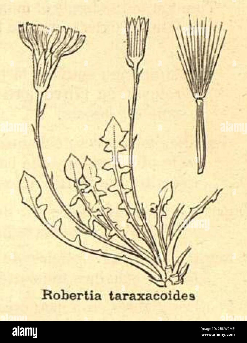 Robertia hi-res stock photography and images - Alamy