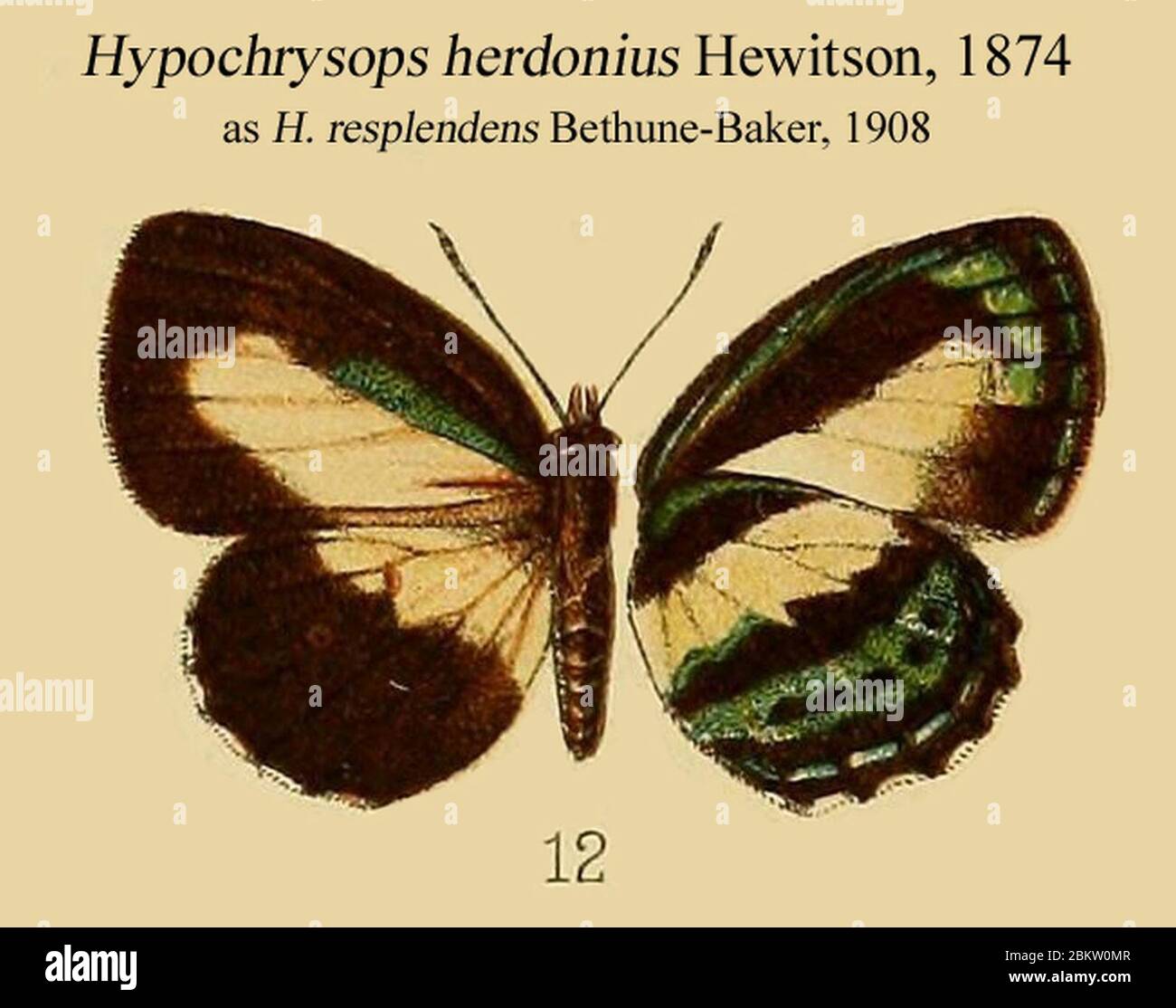 Hypochrysops hi-res stock photography and images - Alamy