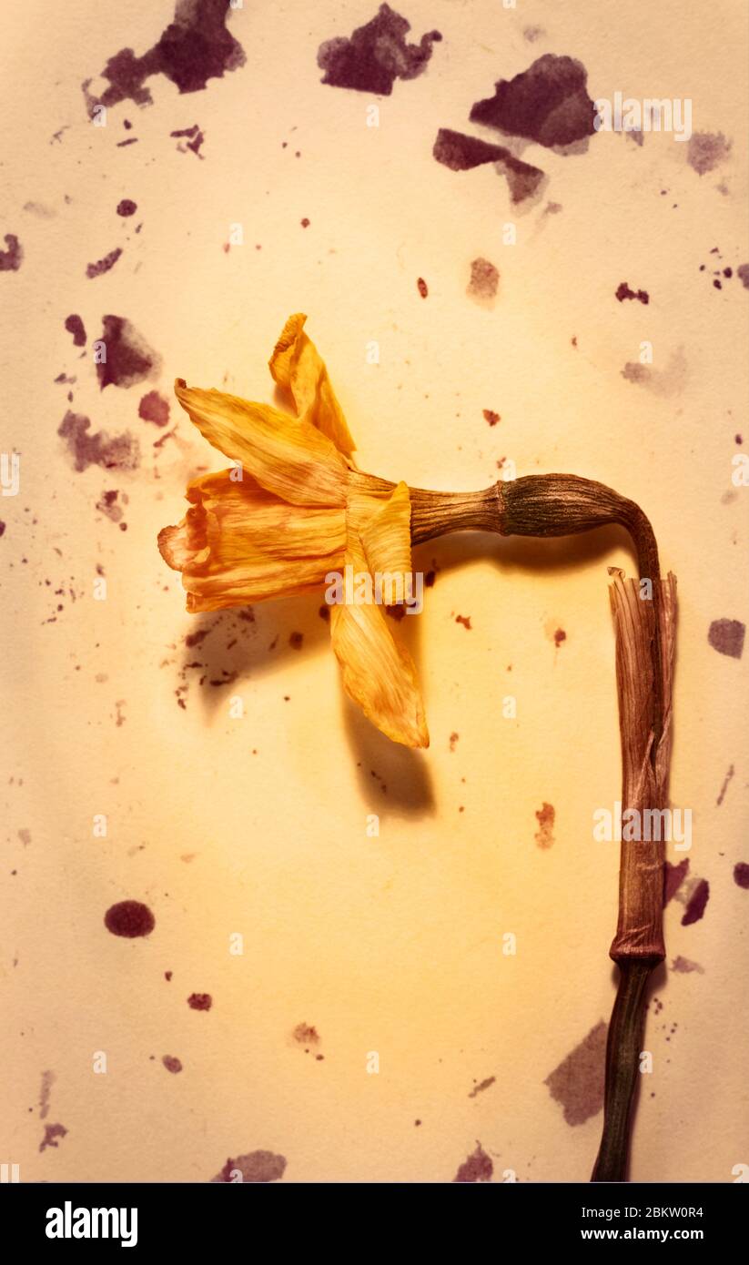 Dead daffodil flower hi-res stock photography and images - Alamy