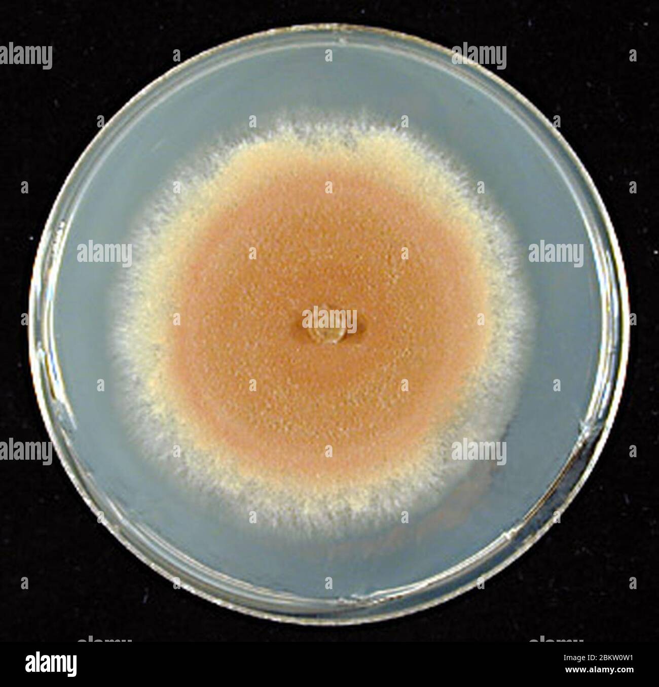 Hypomyces hi-res stock photography and images - Alamy