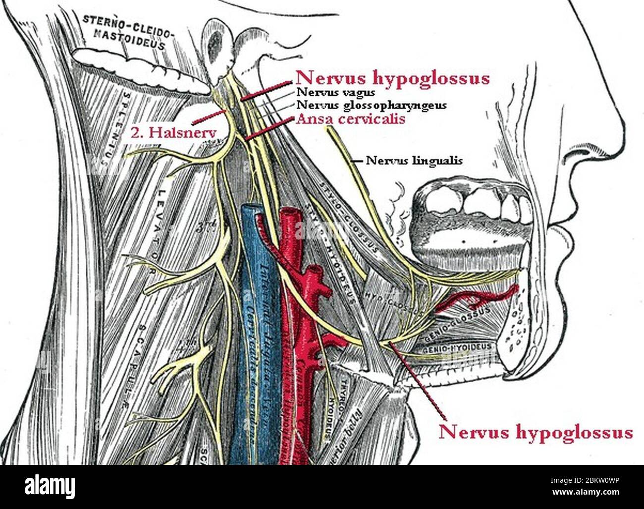 Hypoglossus hi-res stock photography and images - Alamy