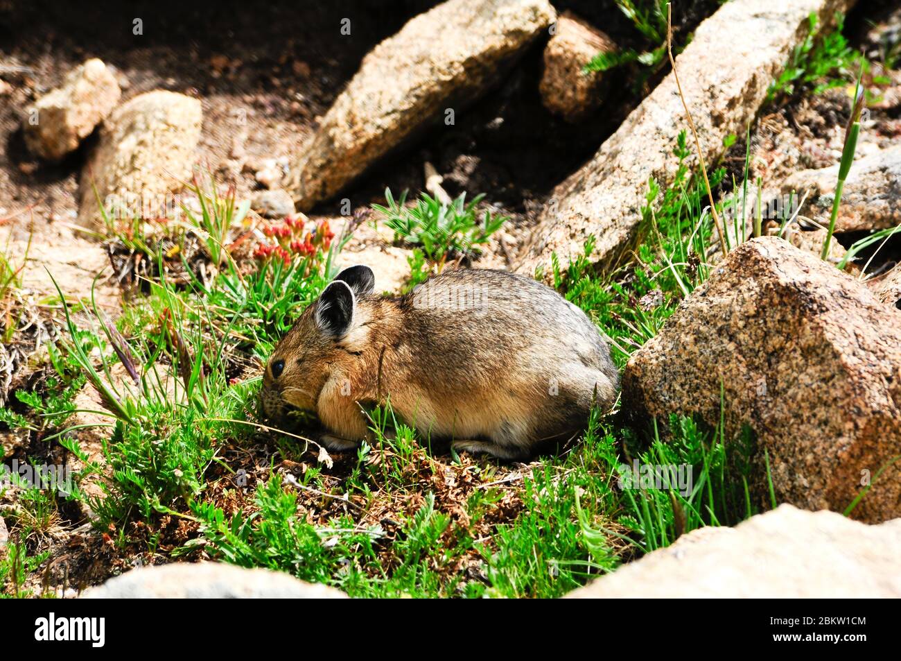 A small pika grazing in the grass Stock Photo - Alamy