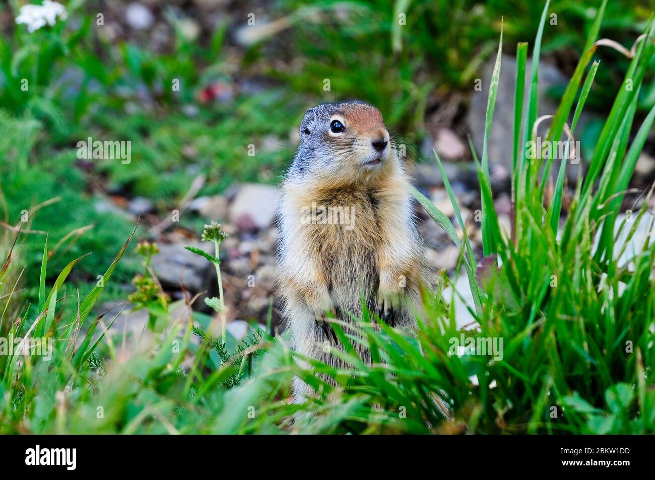 Columbian Ground High Resolution Stock Photography and Images - Alamy