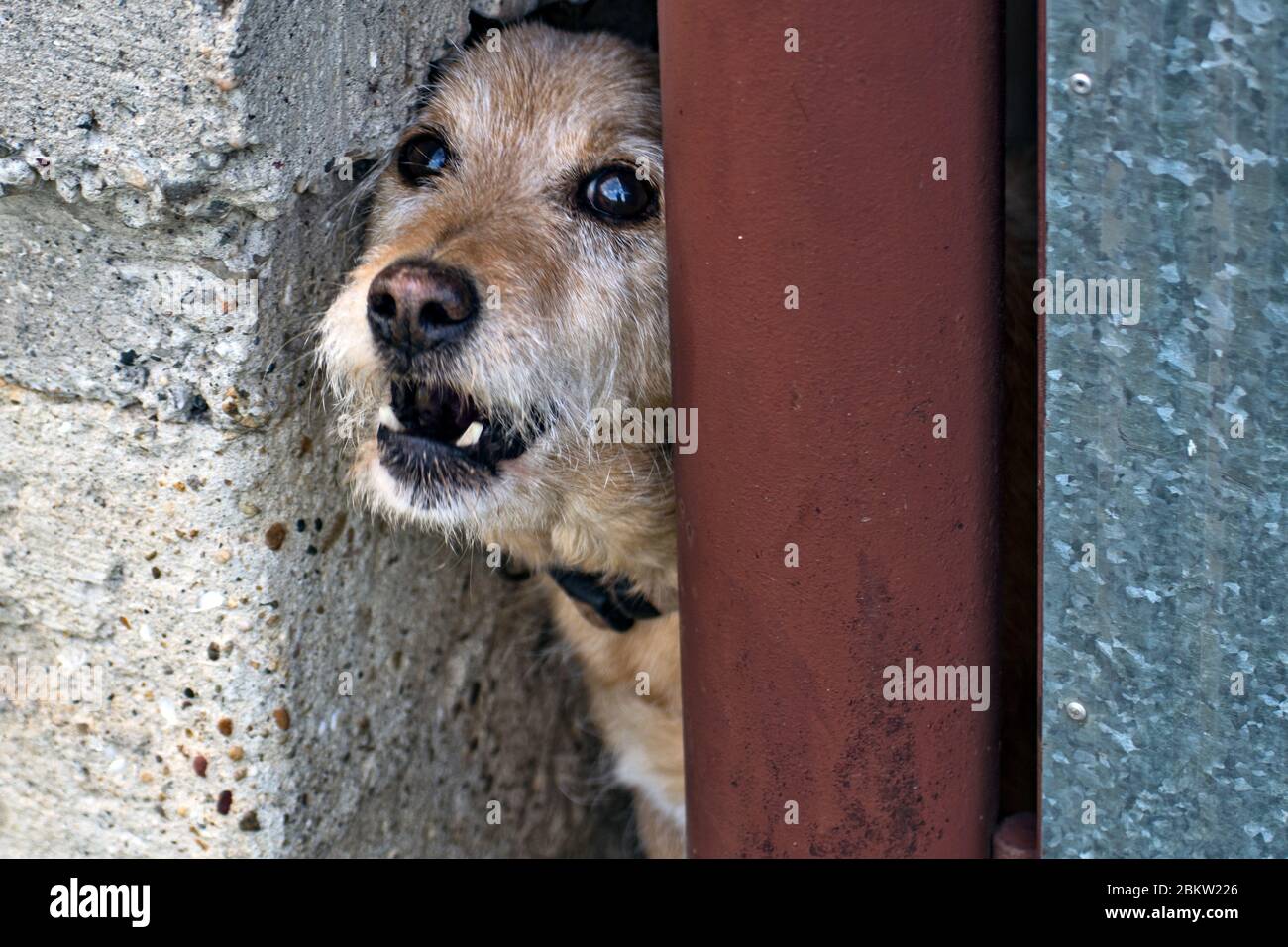 Aggressive dog hi-res stock photography and images - Alamy