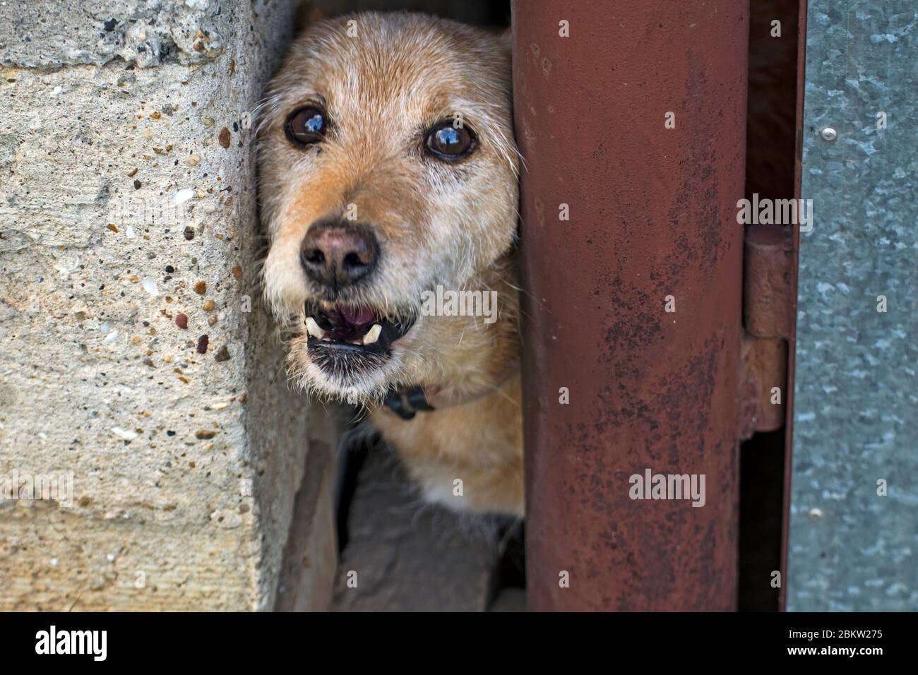 Can You Give Away An Aggressive Dog